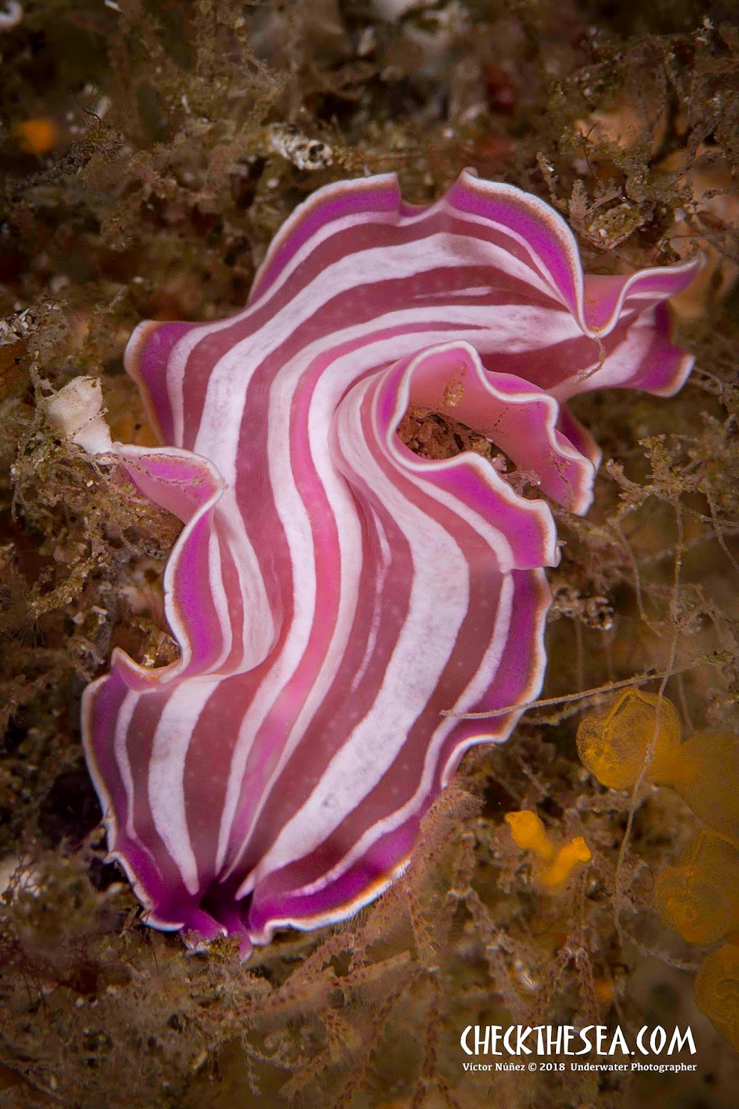 Check the Sea. Web de buceo y fotografía submarina de las Islas ...