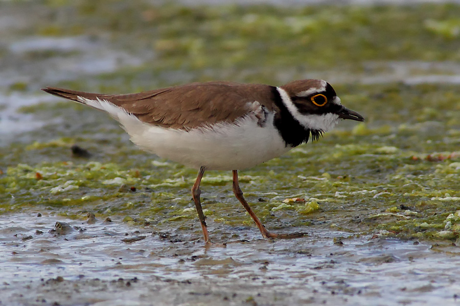 FREE BIRDS/ svobodne ptice: MALI DEŽEVNIK Charadrius dubius