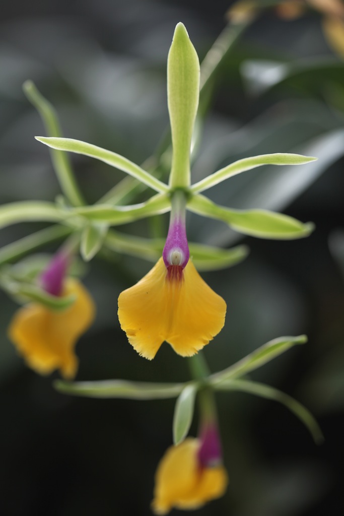 Garden Living: Orkidéfest i Roal Botanic Garden, Kew