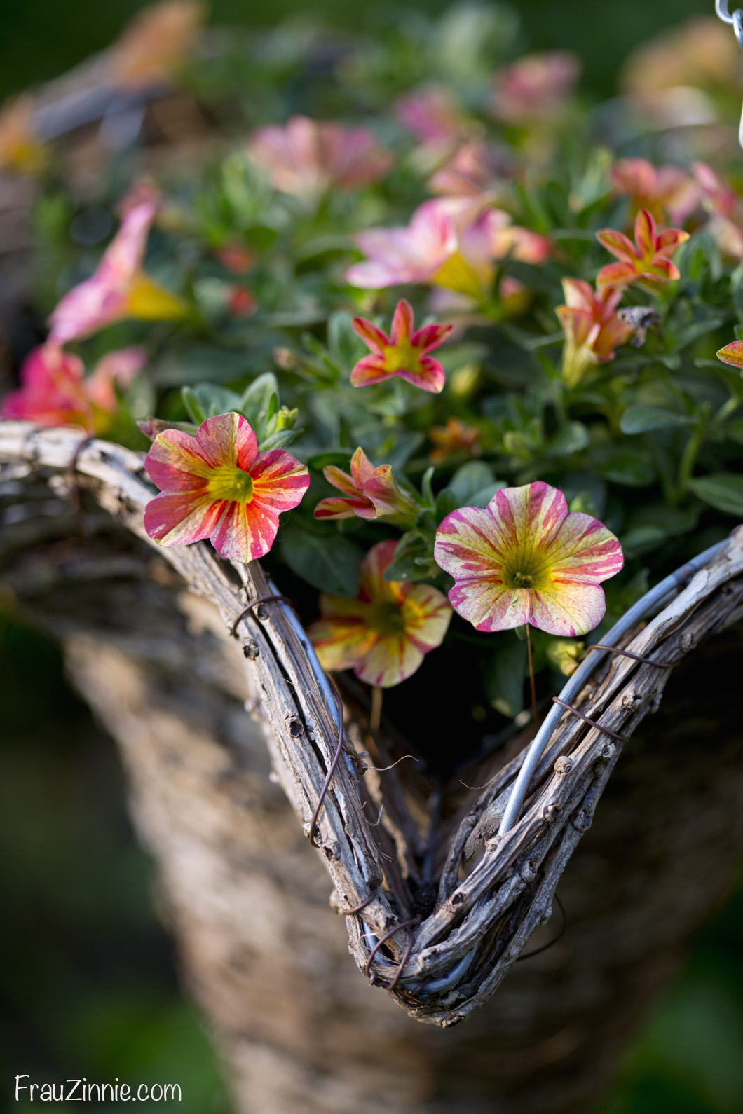 Floral Friday: Full bloom | Frau Zinnie