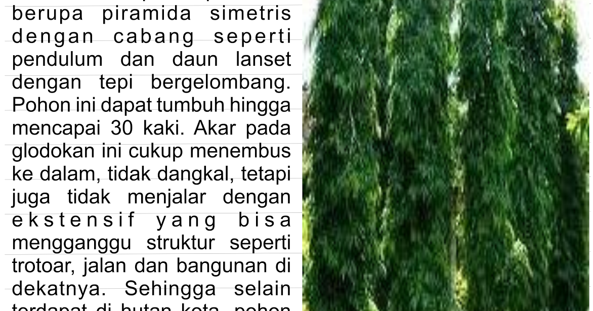 Toko Pohon: Glodokan Tiang (Olyalthea longfolia pendula)