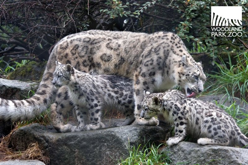 Being 5: Snow leopard edition