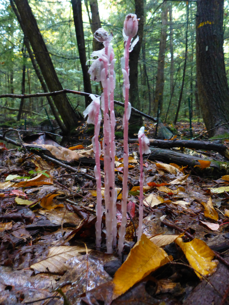 Pink indian pipes