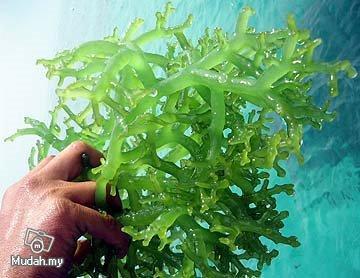 alamcyber 2020: RUMPAI LAUT TIADA KOLAGEN?