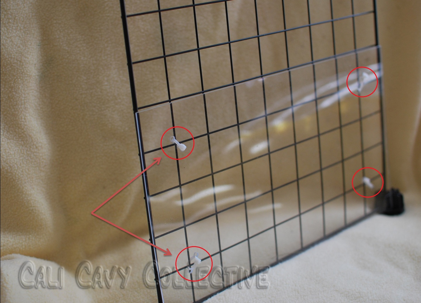 Cali Cavy Collective: a blog about all things guinea pig: Guinea pig ...