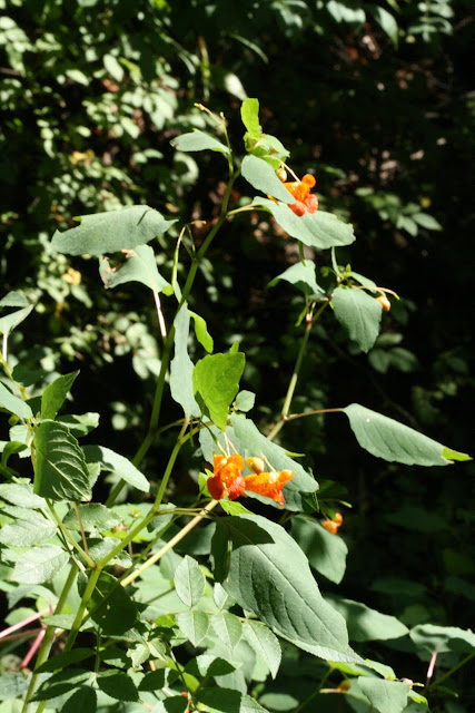 Native Florida Wildflowers: Jewelweed - Impatiens capensis