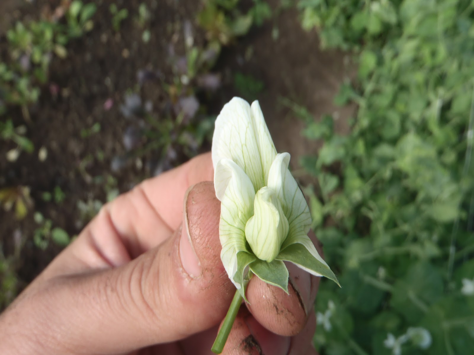 Have You Ever Picked A Carrot?: Purple Pea Flowers: Cross Pollinating ...
