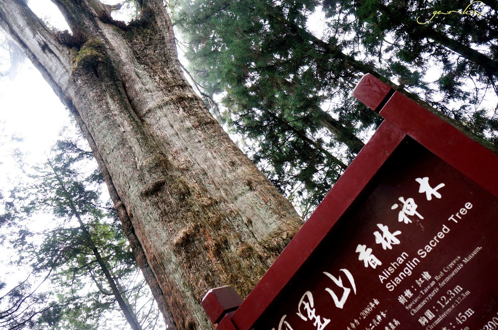 Alishan National Forest Recreation Area | Trips... by Liz