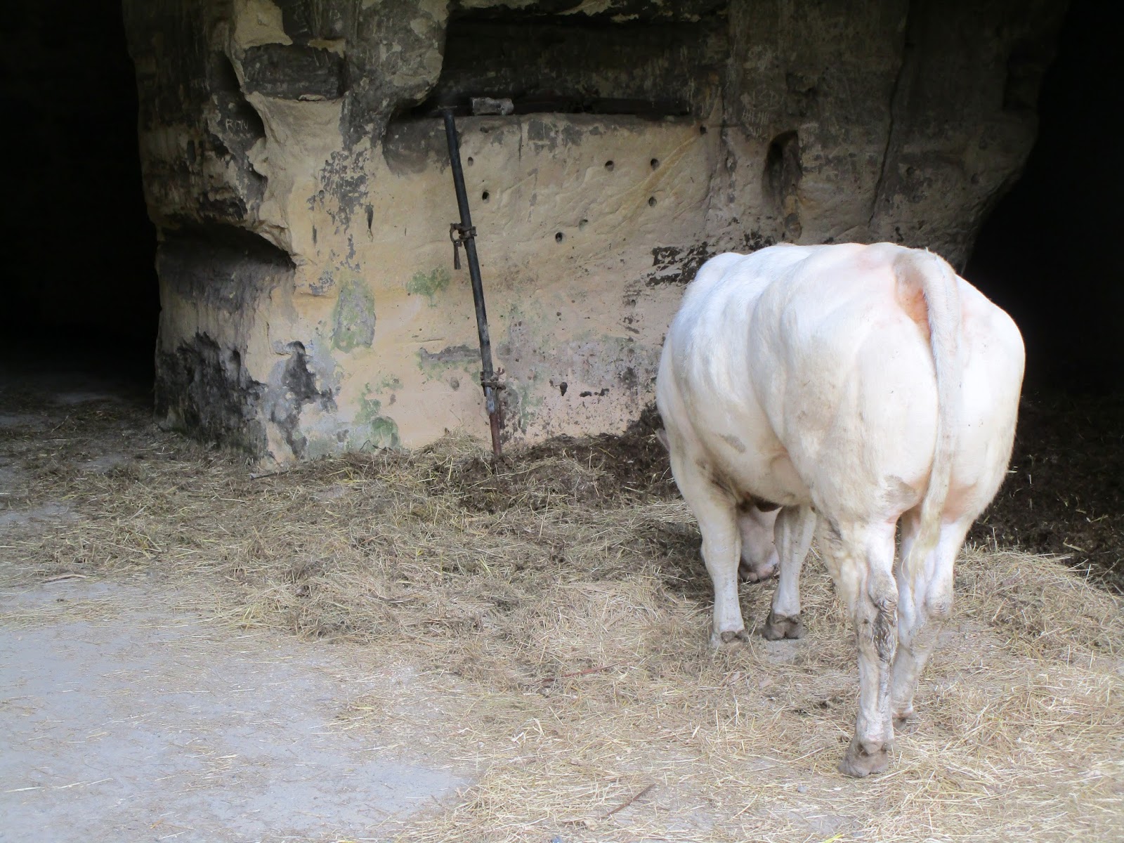 joachimartist: cows in a cave