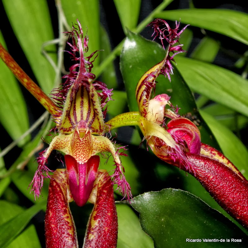 Ricardo's Blog, : Bulbophyllum Doris Dukes (Bulb. fascinator x Bulb ...