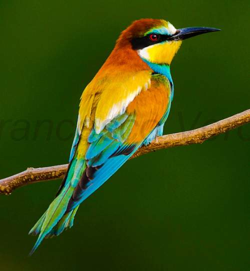 Birds of India | Bird World: September 2018