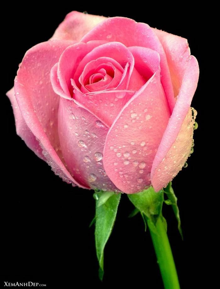 Rose Wallpapers: 08/27/11