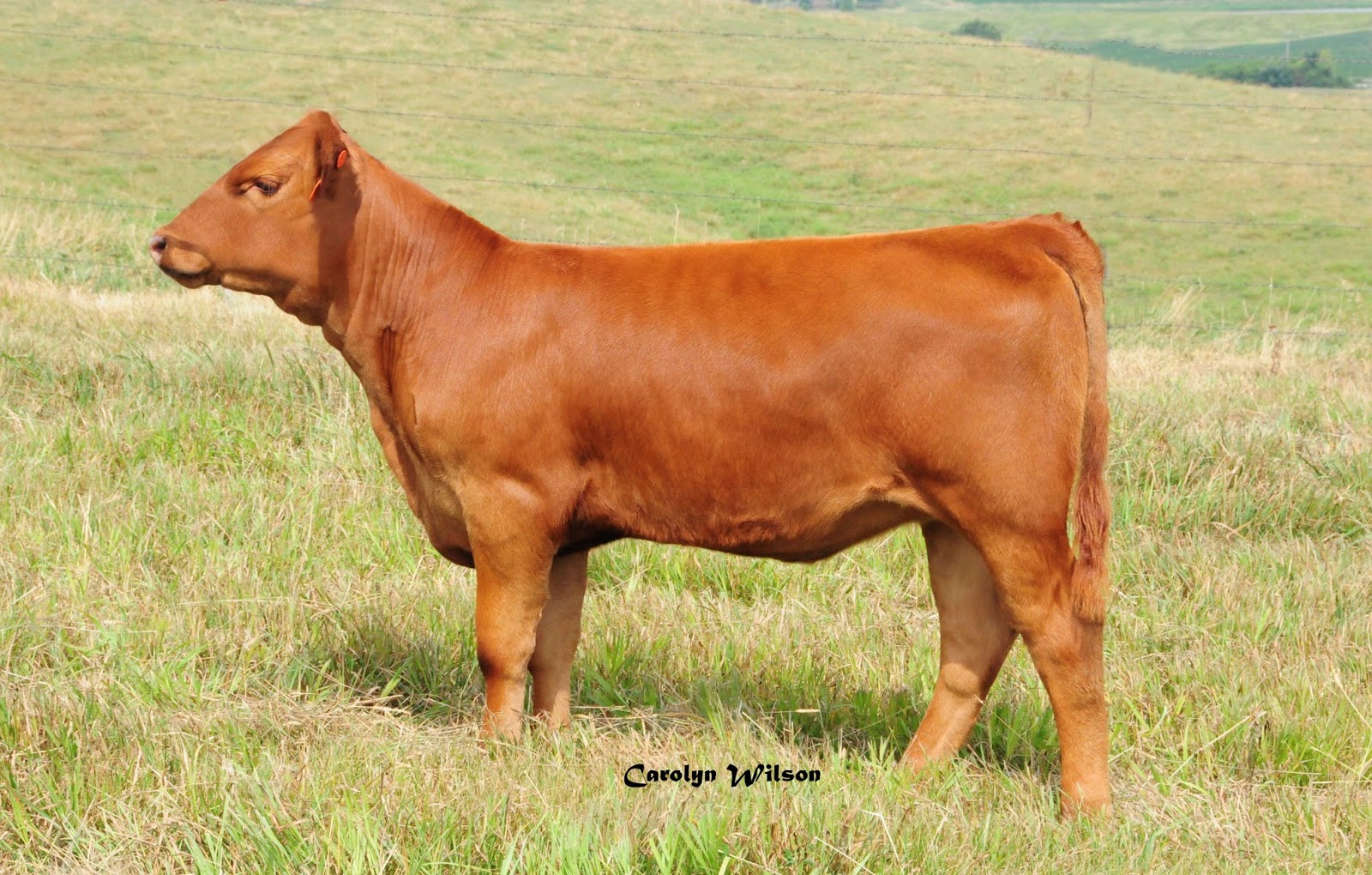 Trausch Farms: Shuey Stock Farms, IA | Awesome Red Angus Heifers