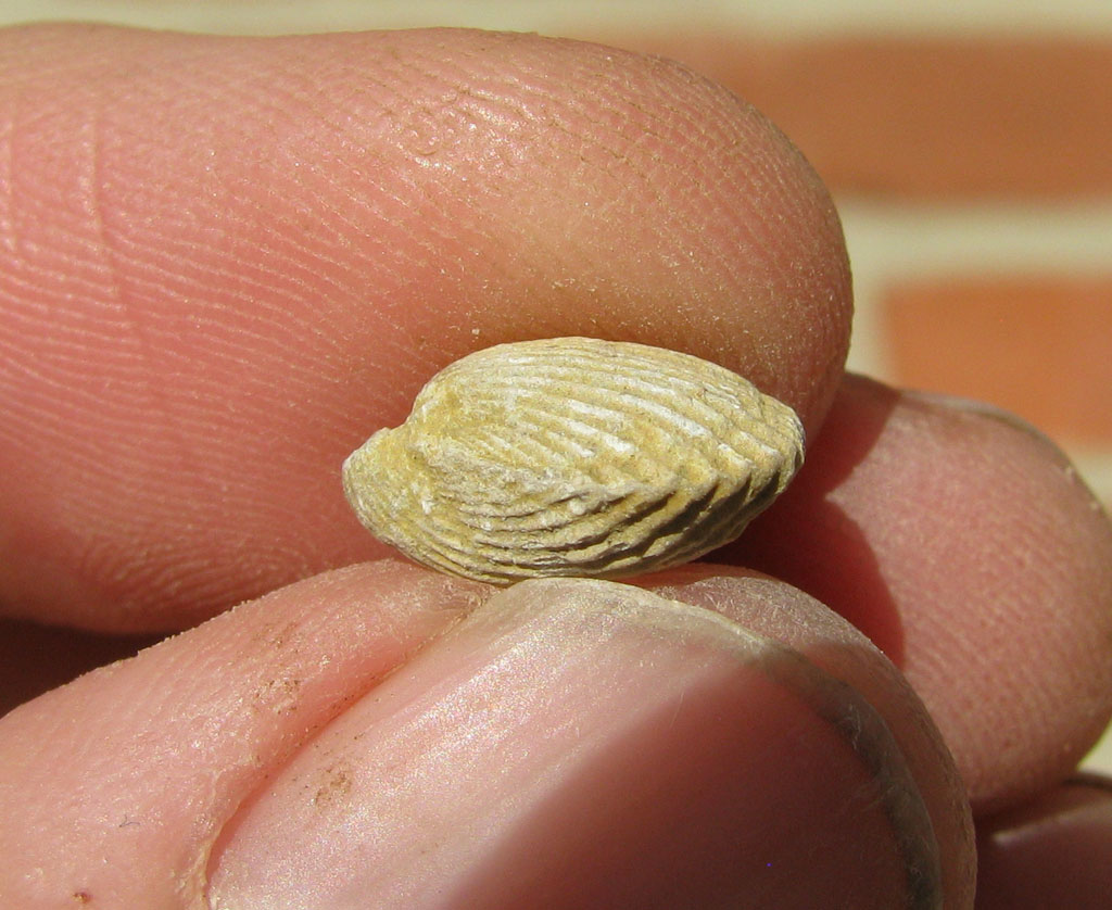 Views of the Mahantango: Eumetria costata brachiopod from the Chainman ...