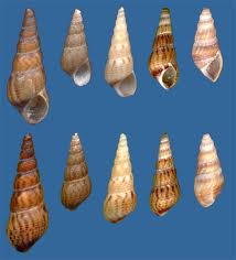 Diversidad de Moluscos en Panamá Por Iliana Castro: FAMILIA THIARIDAE