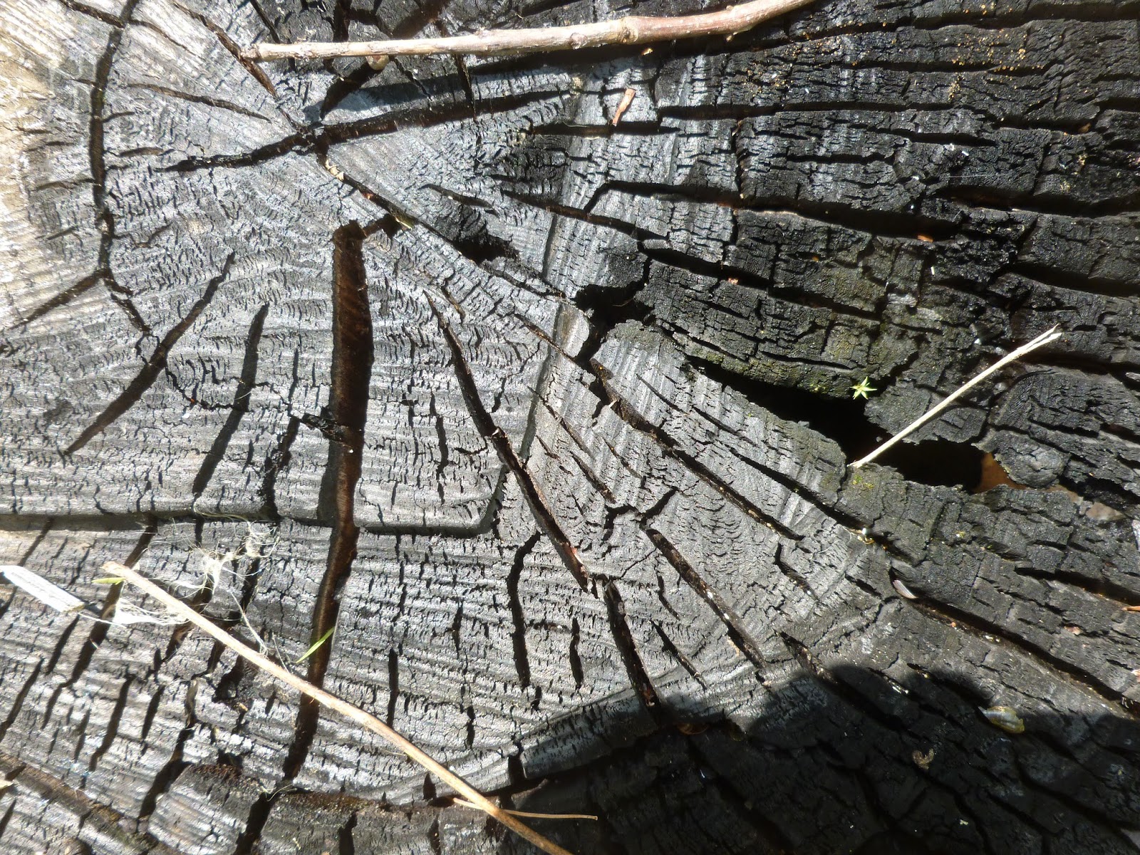 ART by JDEMILO: Texture Homework