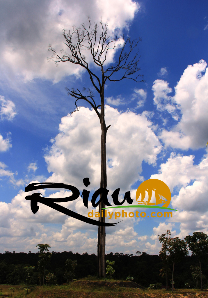 Taman Hutan Raya (TAHURA) Sultan Syarif Hasyim | RIAU DAILY PHOTO