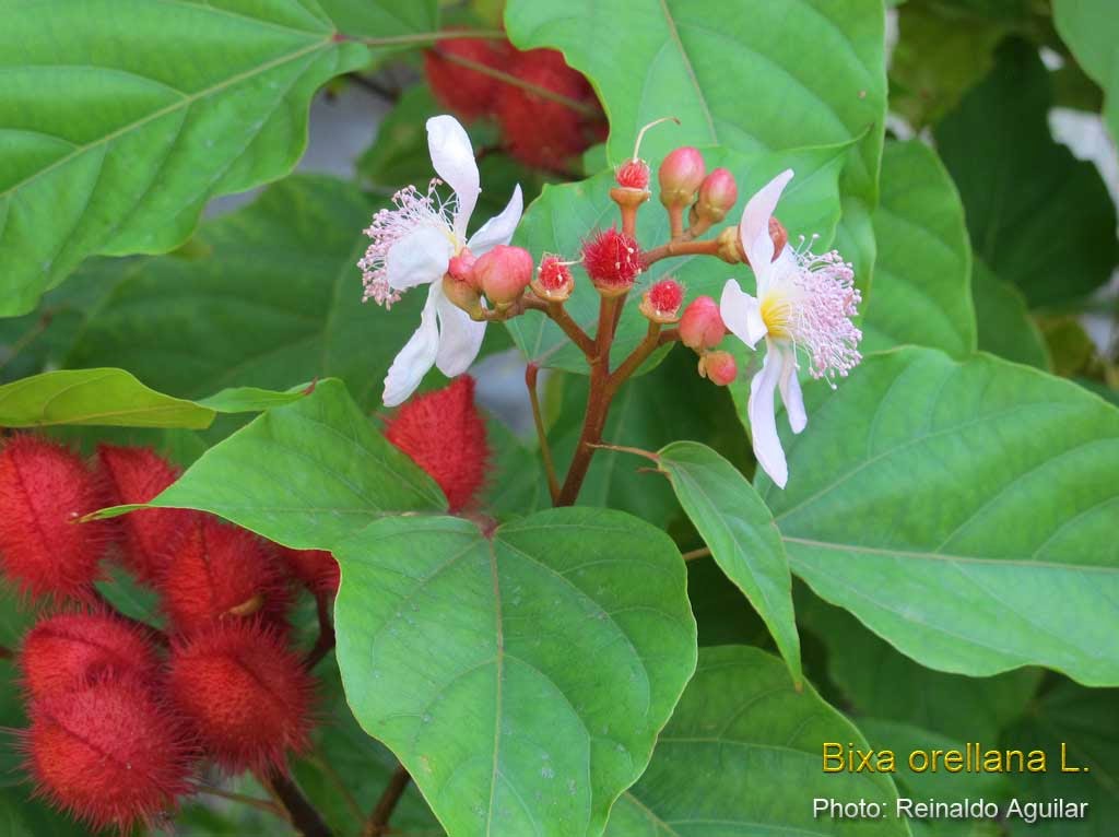 Medicinal Plants: Bixa orellana