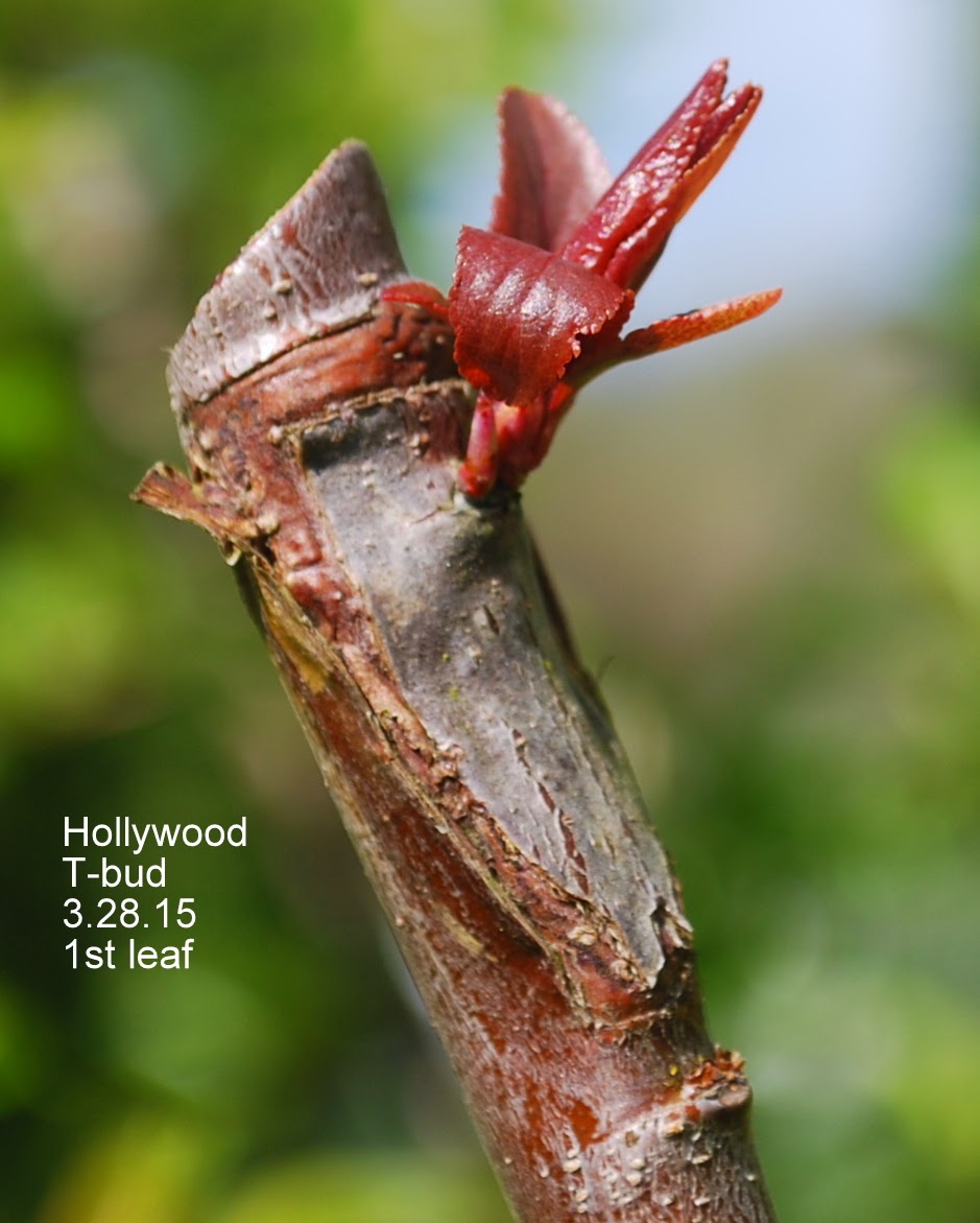 Daniel's Pacific NW Garden: T-bud Grafting Update. 3.18.15