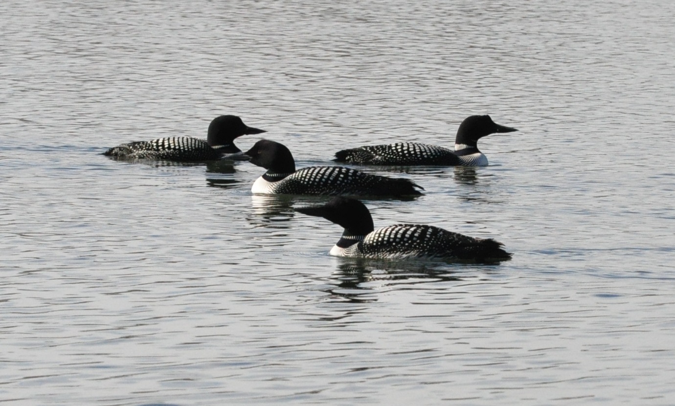Birds of Madison County: Common Loons - visitors to Madison County