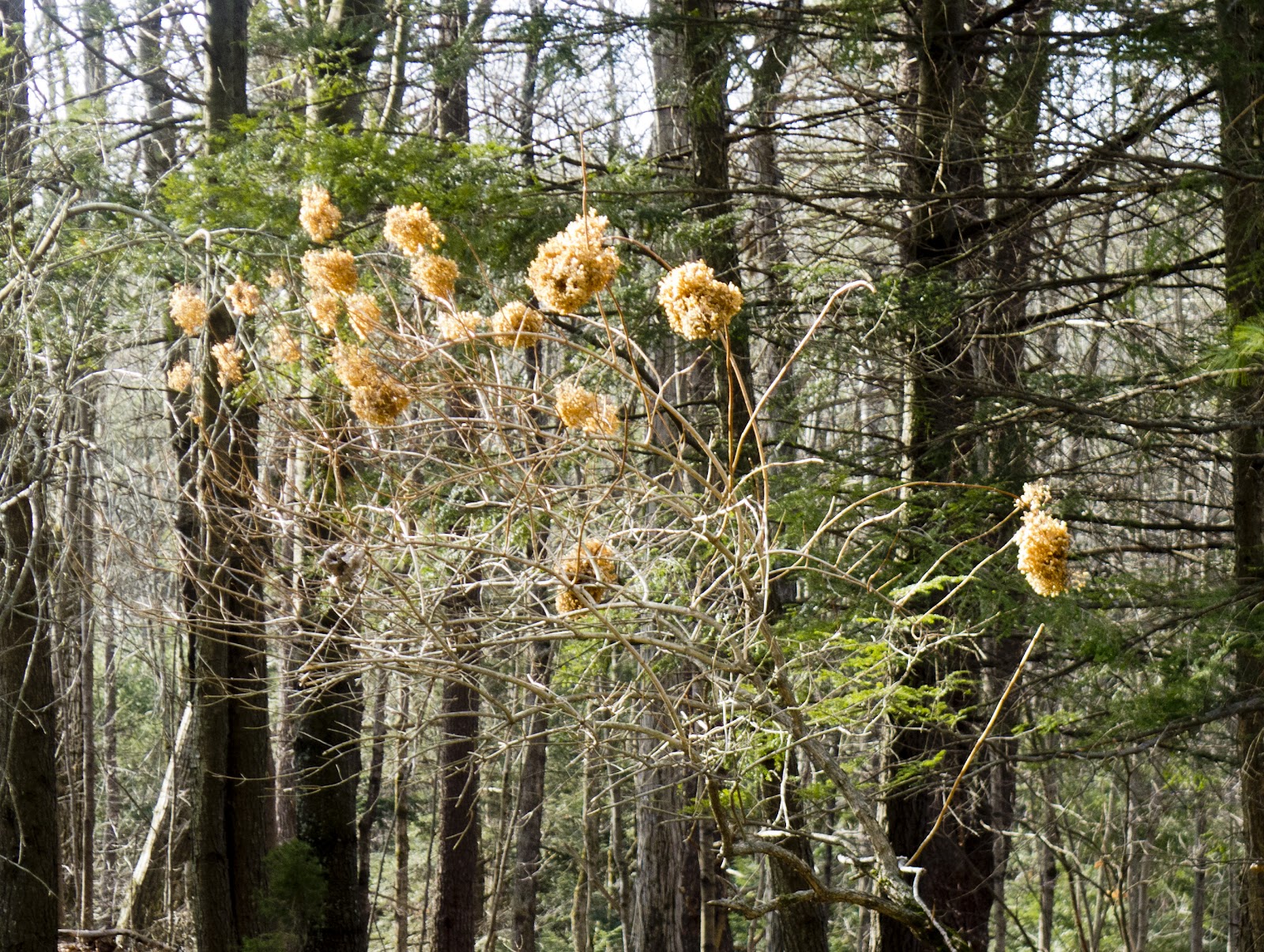 Yerry Hill Road Haiku: Still, Pine Trees Tremble