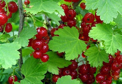 The Currant Bush | The Messano Family