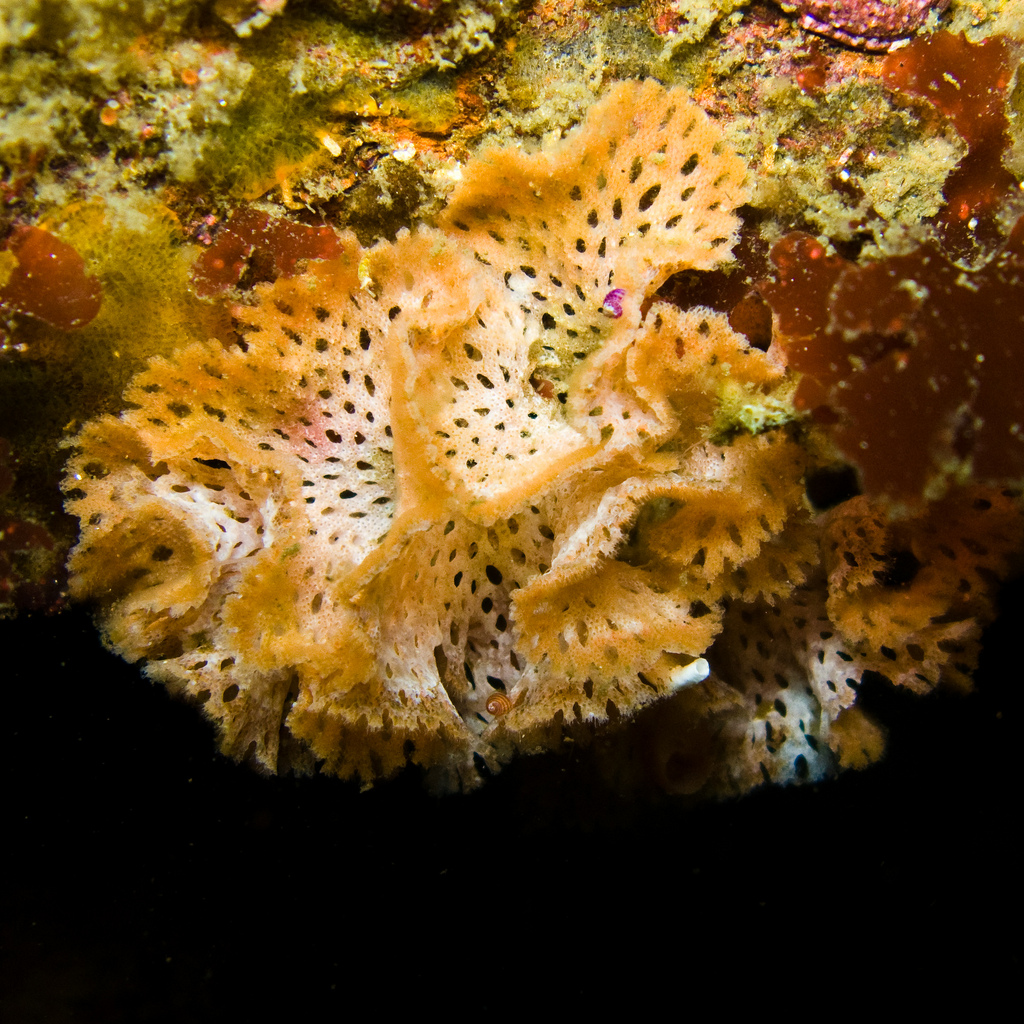 Real Monstrosities: Bryozoa