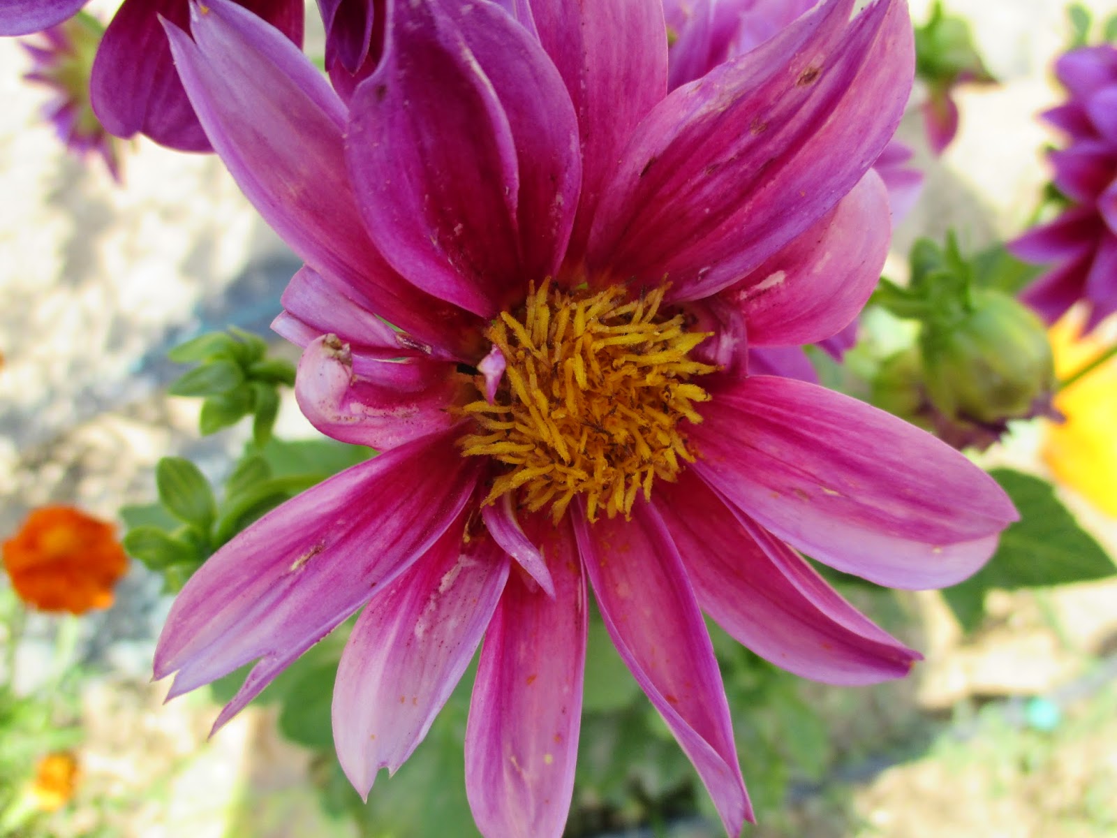 2014 | En torno al huerto.