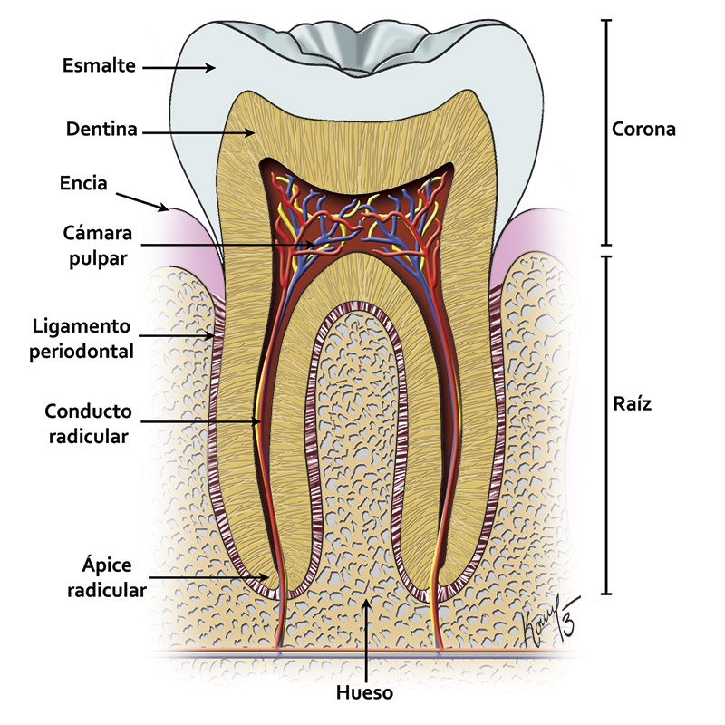 Conociendo sobre la odontologia: Pulpa Dental