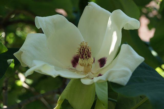 subjectiveday: Our native Magnolias