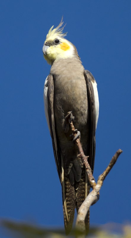 Descoperă Papagalii: Clasificarea papagalilor: specie sau rasă?