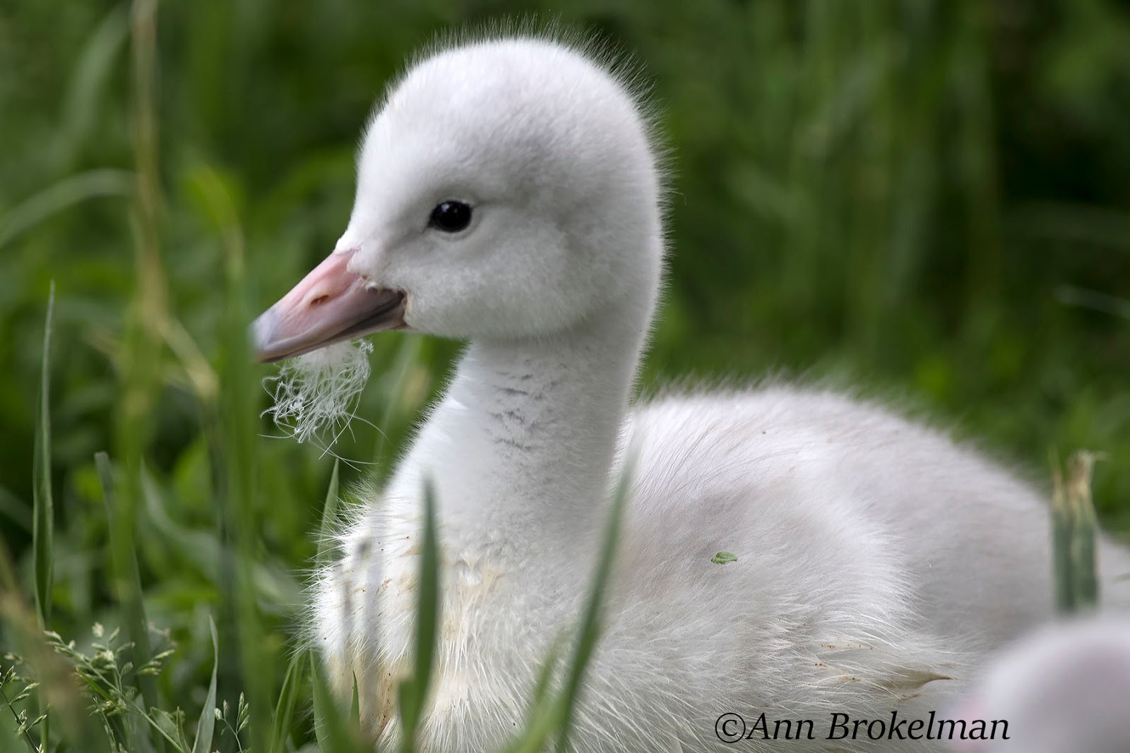 Ann Brokelman Photography: Trumpeter Swan Babies born June 1, 2016