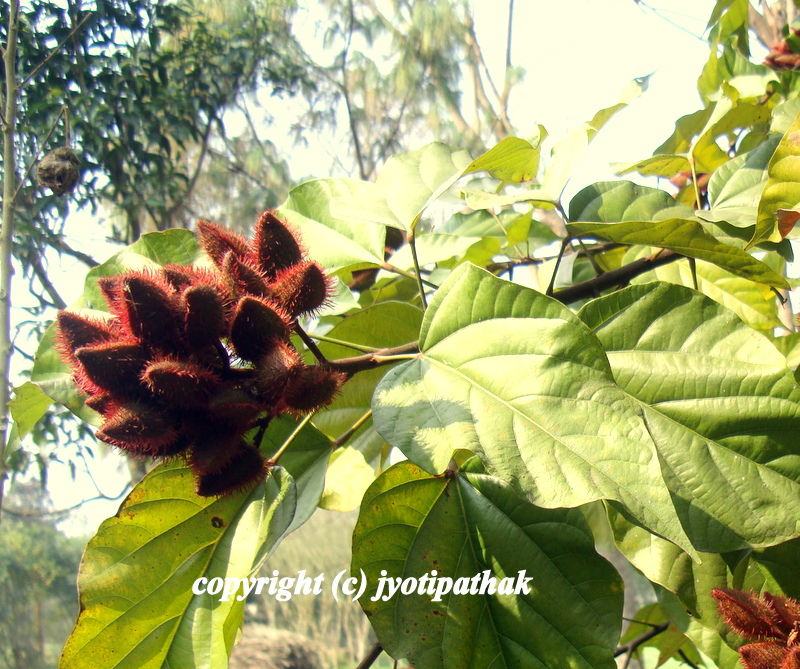 Taste of Nepal: Sindur Tree of Nepal (सिन्दुर को रुख) Sindure