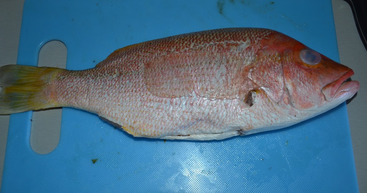 Oppdag Fisk!: Crimson Snapper/Lutjanus Erythropterus (Saltvann)