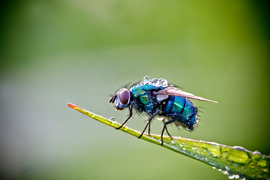 Macro Photography dan Tips dan trik Macro Photography - Kamera Indonesia