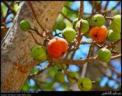 Kegley's Klimb: Sycamine Tree~Part IV