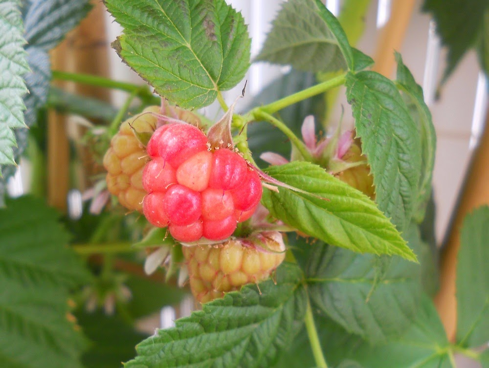 Plantas para hombres: rubus idaeus, frambueso