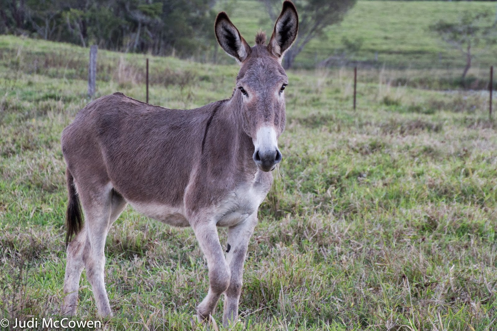 JUstDreamInparadise: Protection Donkey