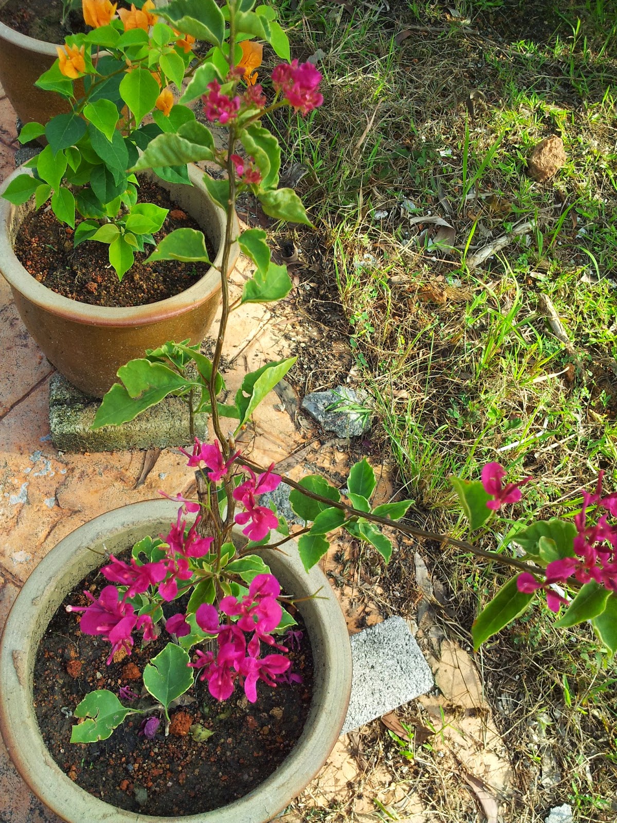 E-NA LOVELY KITCHEN ^_^: Pokok Bunga Kertas