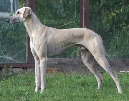 Psim tropem: 001.Przywitanie + Trochę o chartach