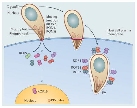 Medical Microbiology: Toxoplasma Vaccine: A step Closer