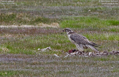 Tierra de águilas, halcones, aguiluchos y otras rapaces: Halcón ...