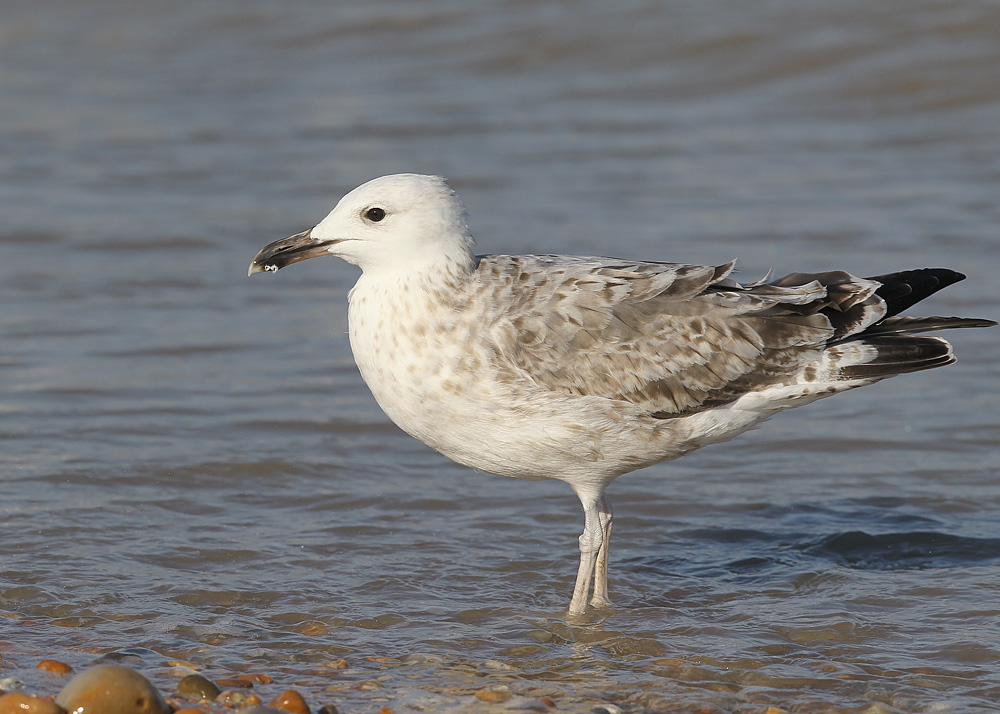 Richard Smith - Birdwatching Days Out: 1st winter & 1st summer CASPIAN ...