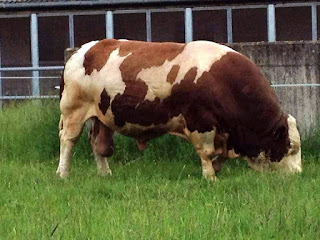 Bibit Sapi Simmental