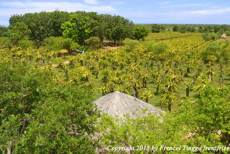 Dragon Fruit Farm Burgos