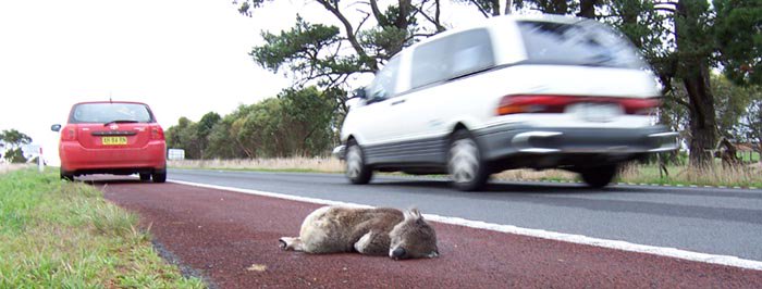 Little Darwin: KOALAS DYING ON ISLAND