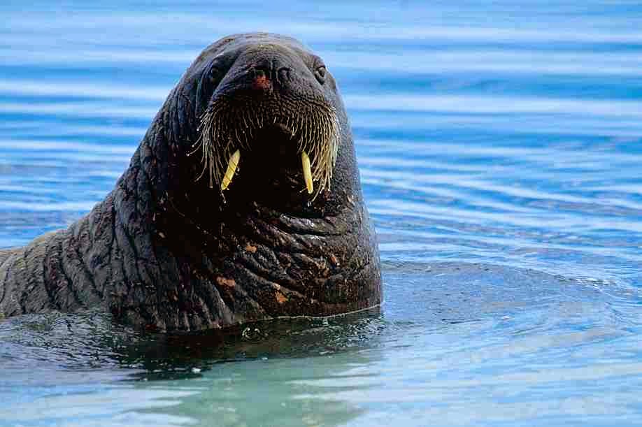 Bloganimal: febrero 2015