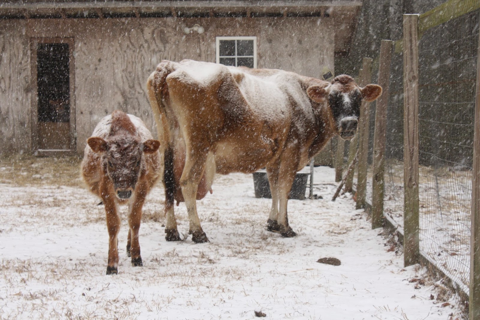 My Barefoot Farm: Snow Day