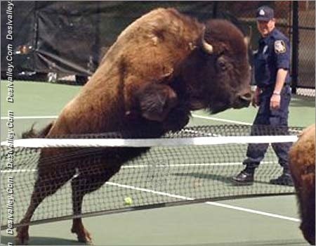 Zoo Animals: Funny Buffalo Images
