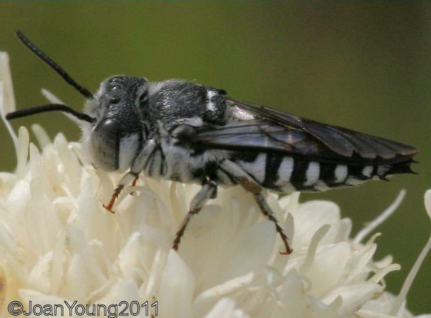 South African Photographs: Cuckoo bee - Coelioxys
